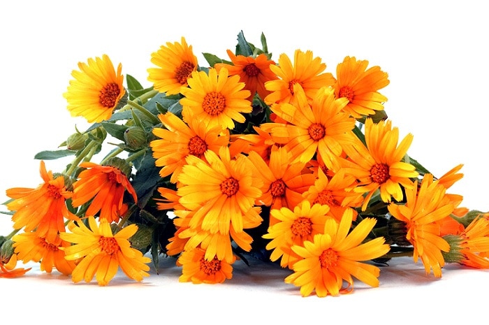 Plante minune pentru sanatate - fashionhints.net